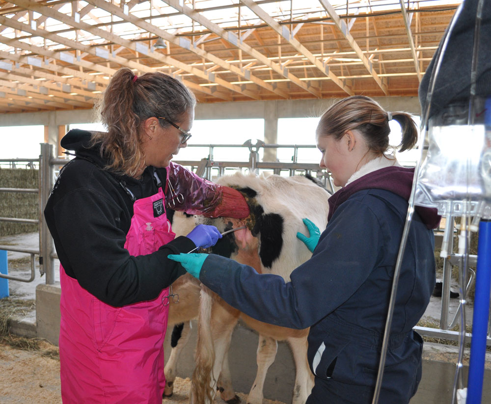 Bovine Embryo Transfer
